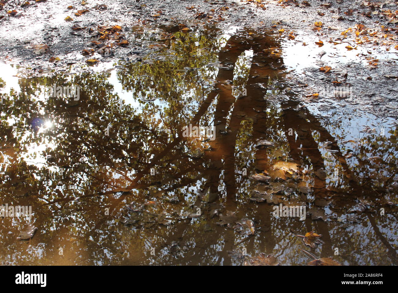 Puddle leaves hi-res stock photography and images - Alamy