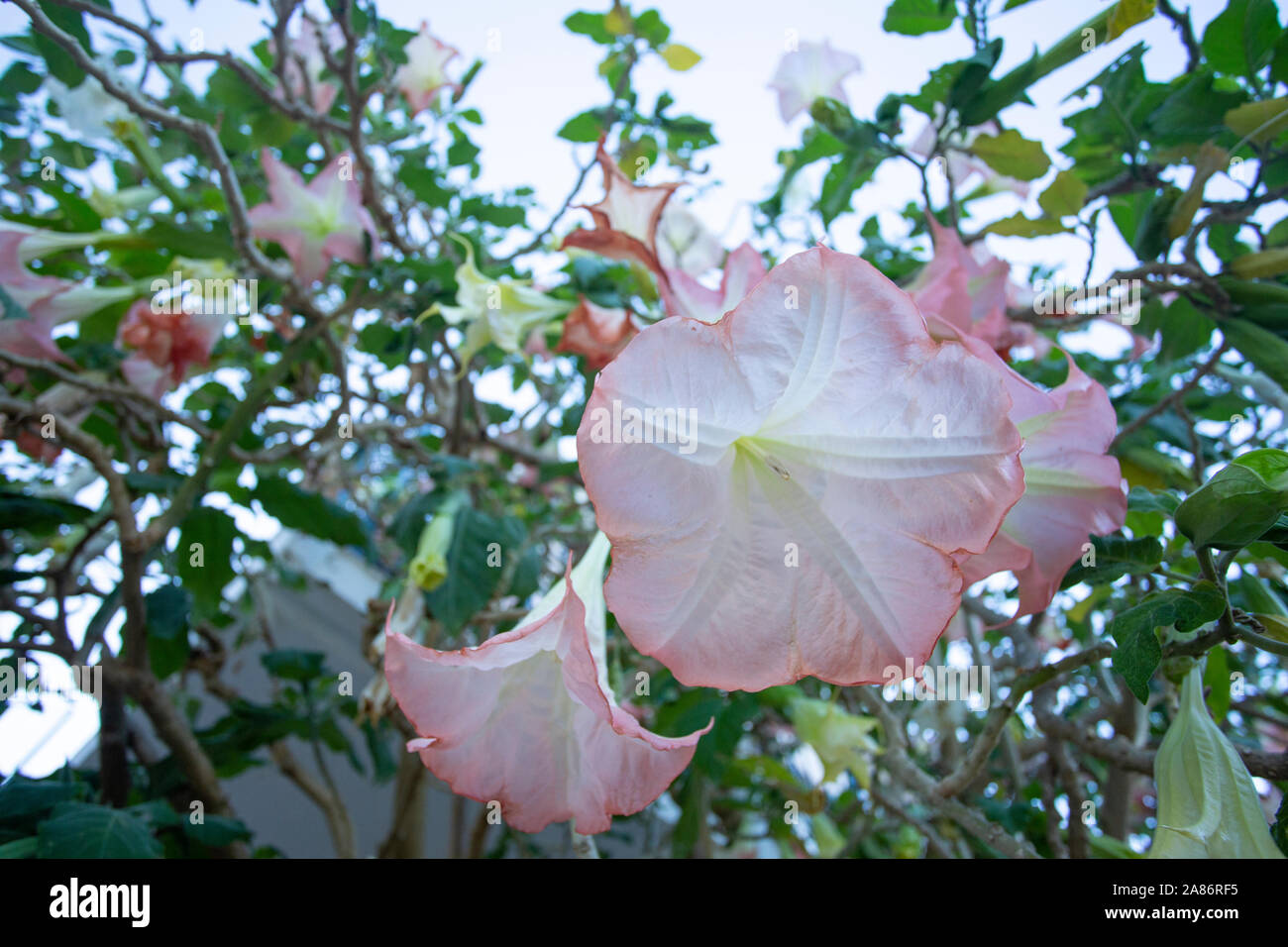 Datura flower, pink buds, green foliage Stock Photo - Alamy
