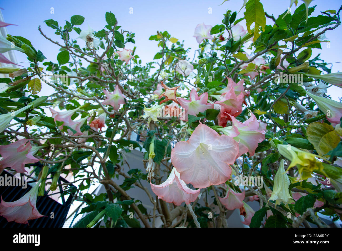 Pink datura hi-res stock photography and images - Alamy