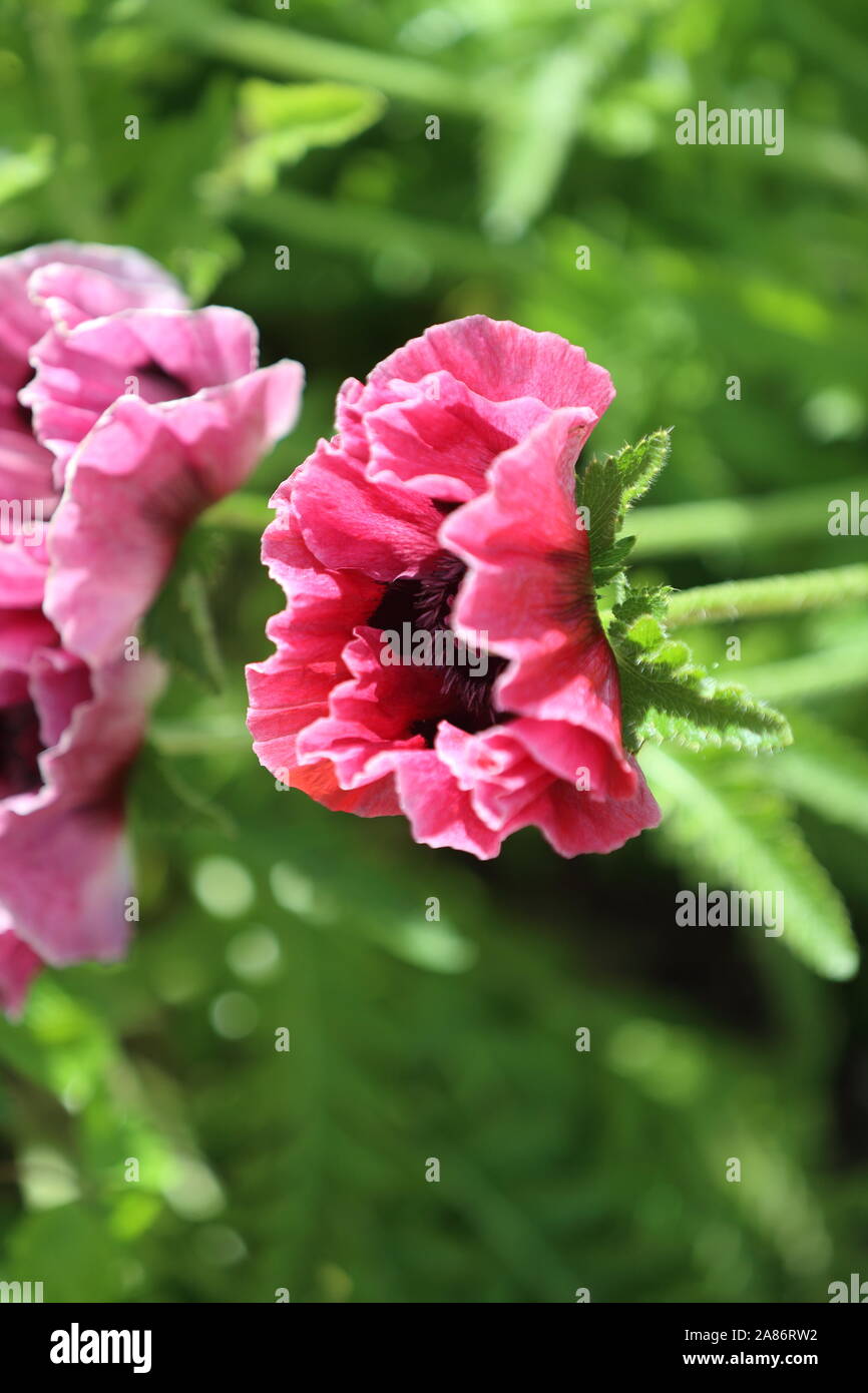 open flower head of a Papaver Somniferum Stock Photo - Alamy