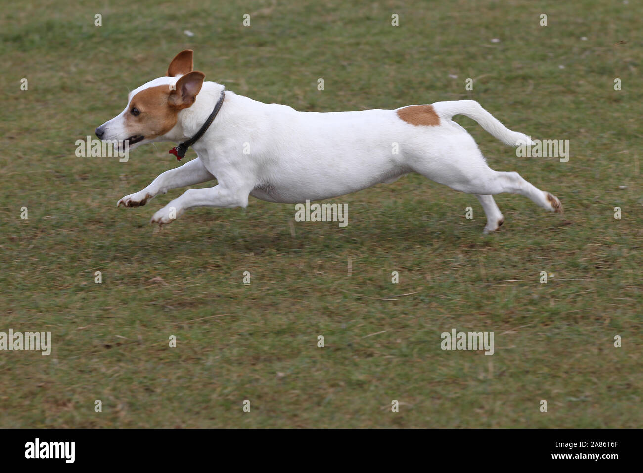 Brown jack racing hi-res stock photography and images - Alamy