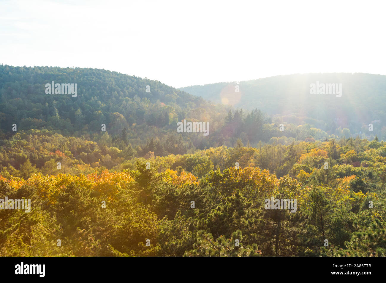 Autumn scenery of mixed forest woodland woods seen from observation ...
