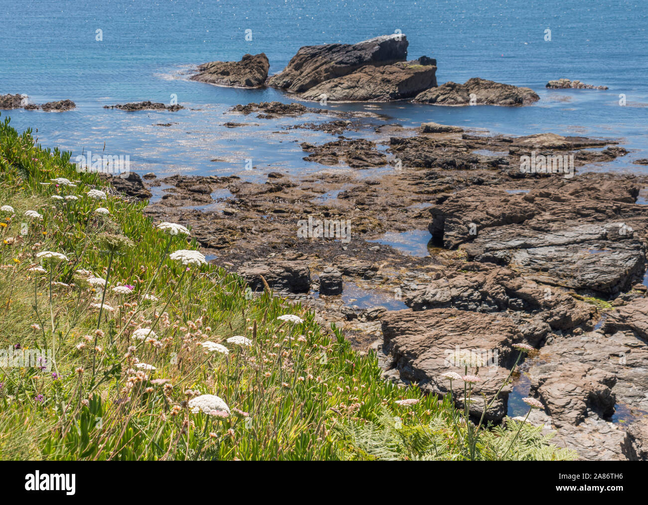 Lizard Cornwall Coast Path Flowers High Resolution Stock Photography ...