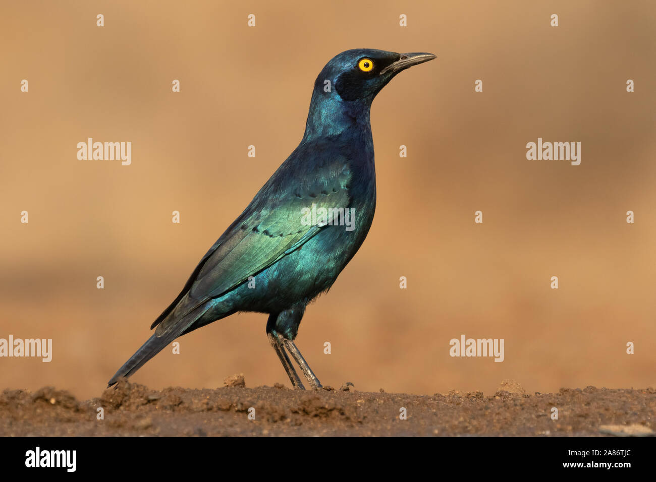 Blue and orange starling hi-res stock photography and images - Alamy