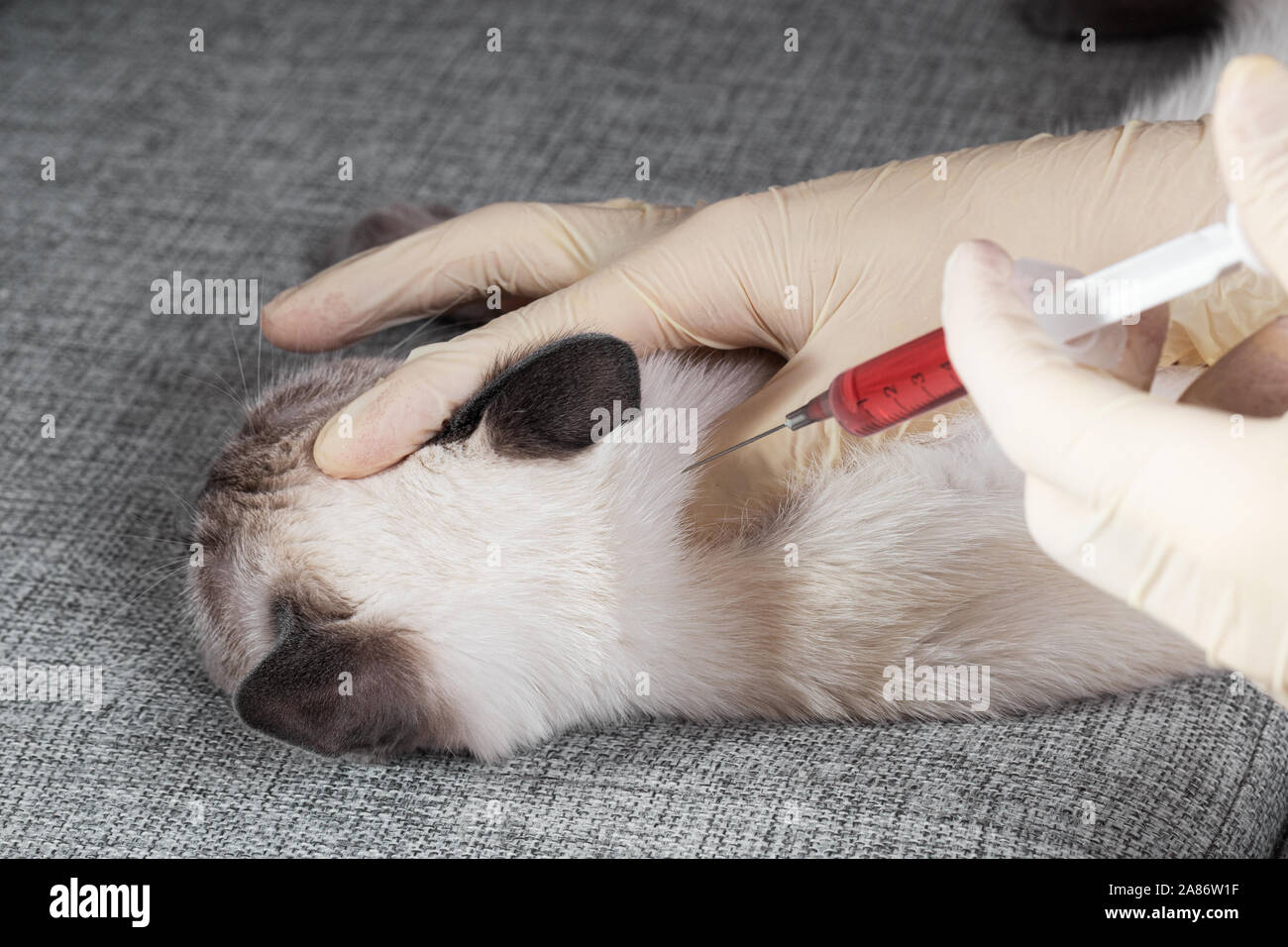 Prick the kitten in the neck with a syringe. Man hands in gloves makes ...