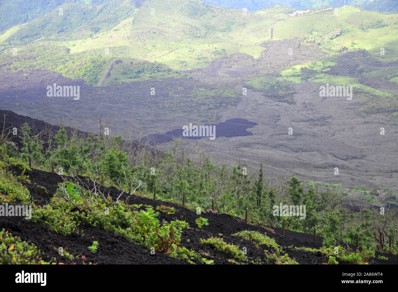 Lava vegetation hi-res stock photography and images - Alamy