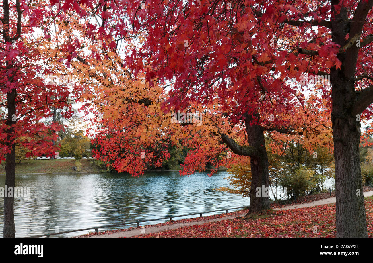 multi colour trees in the autumn forest Stock Photo - Alamy