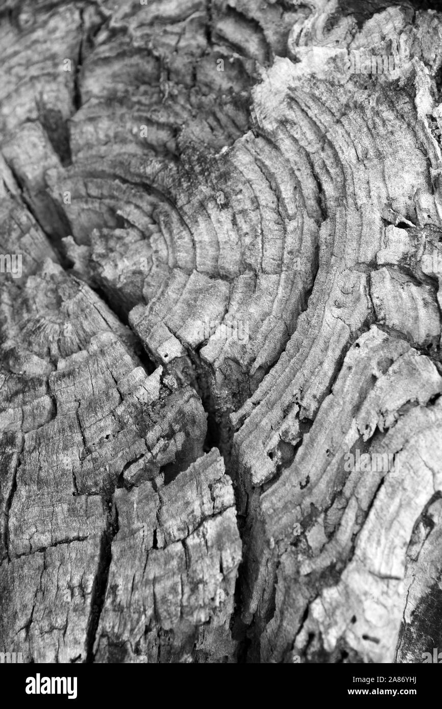 Radial cracks and tree rings hi-res stock photography and images - Alamy