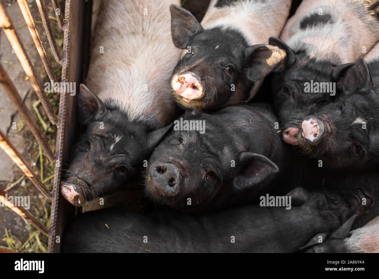 Pigsty dirty hi-res stock photography and images - Alamy