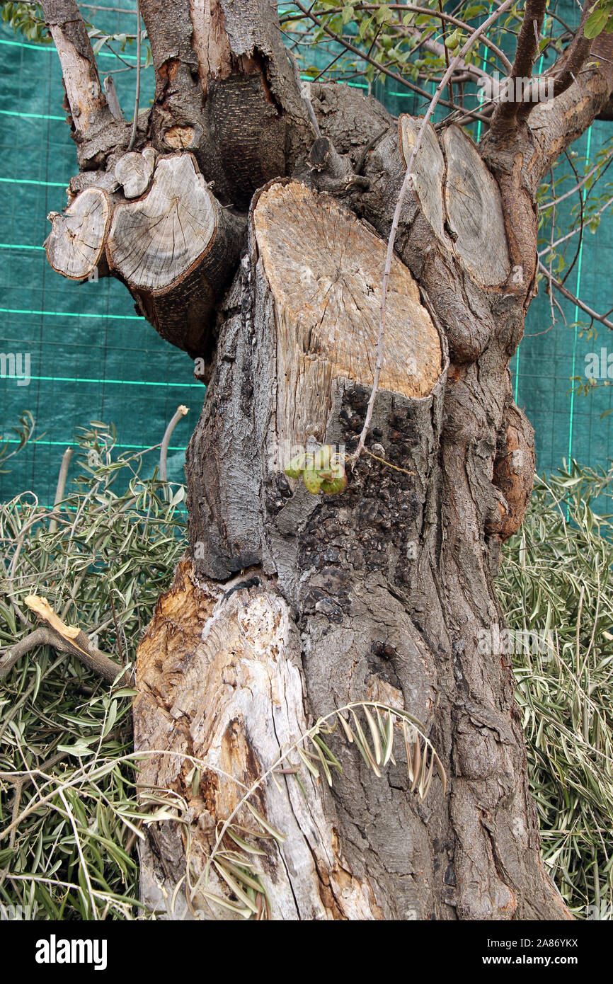 Pruned trunk hi-res stock photography and images - Alamy