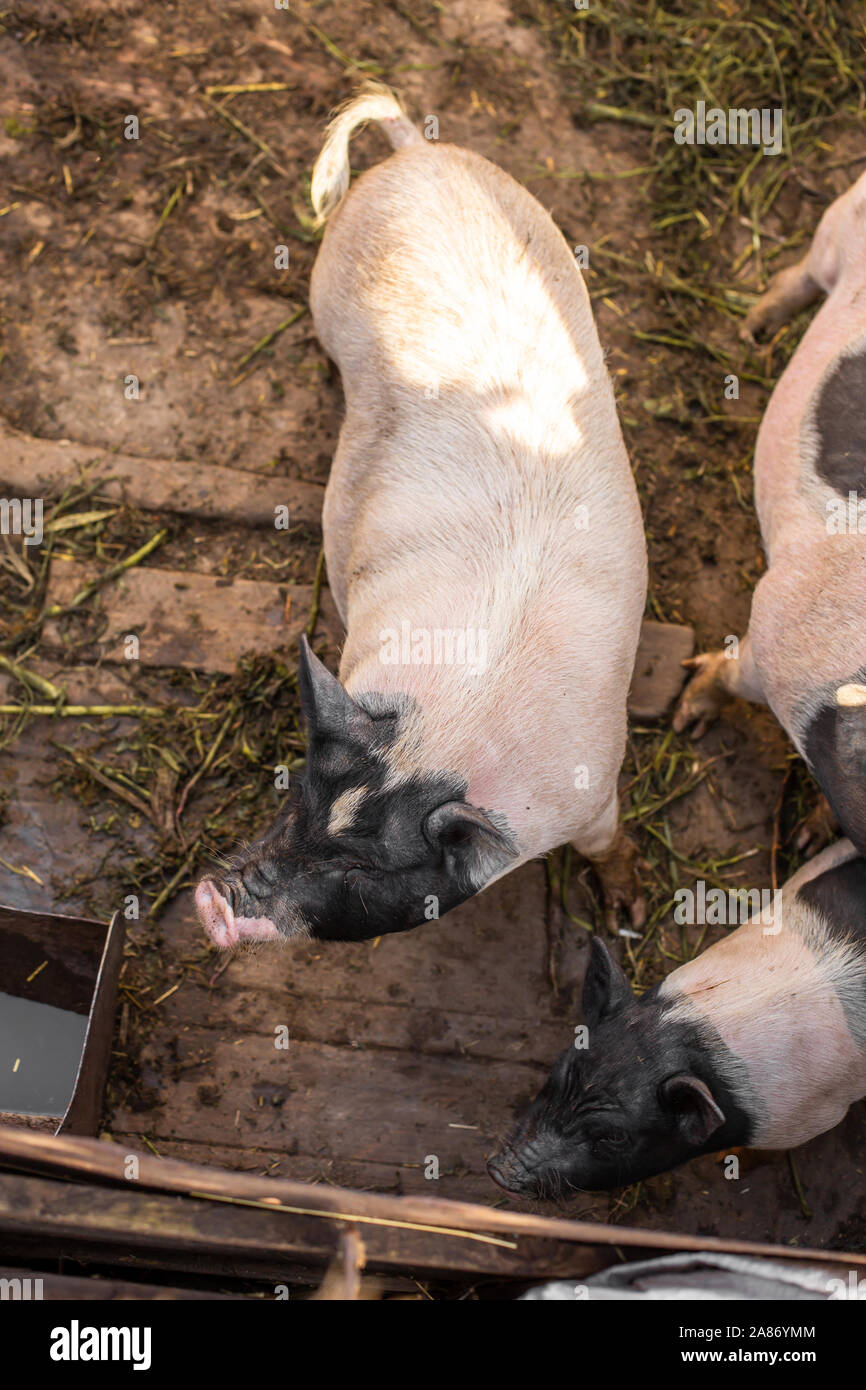 Pigsty Dirty High Resolution Stock Photography and Images - Alamy