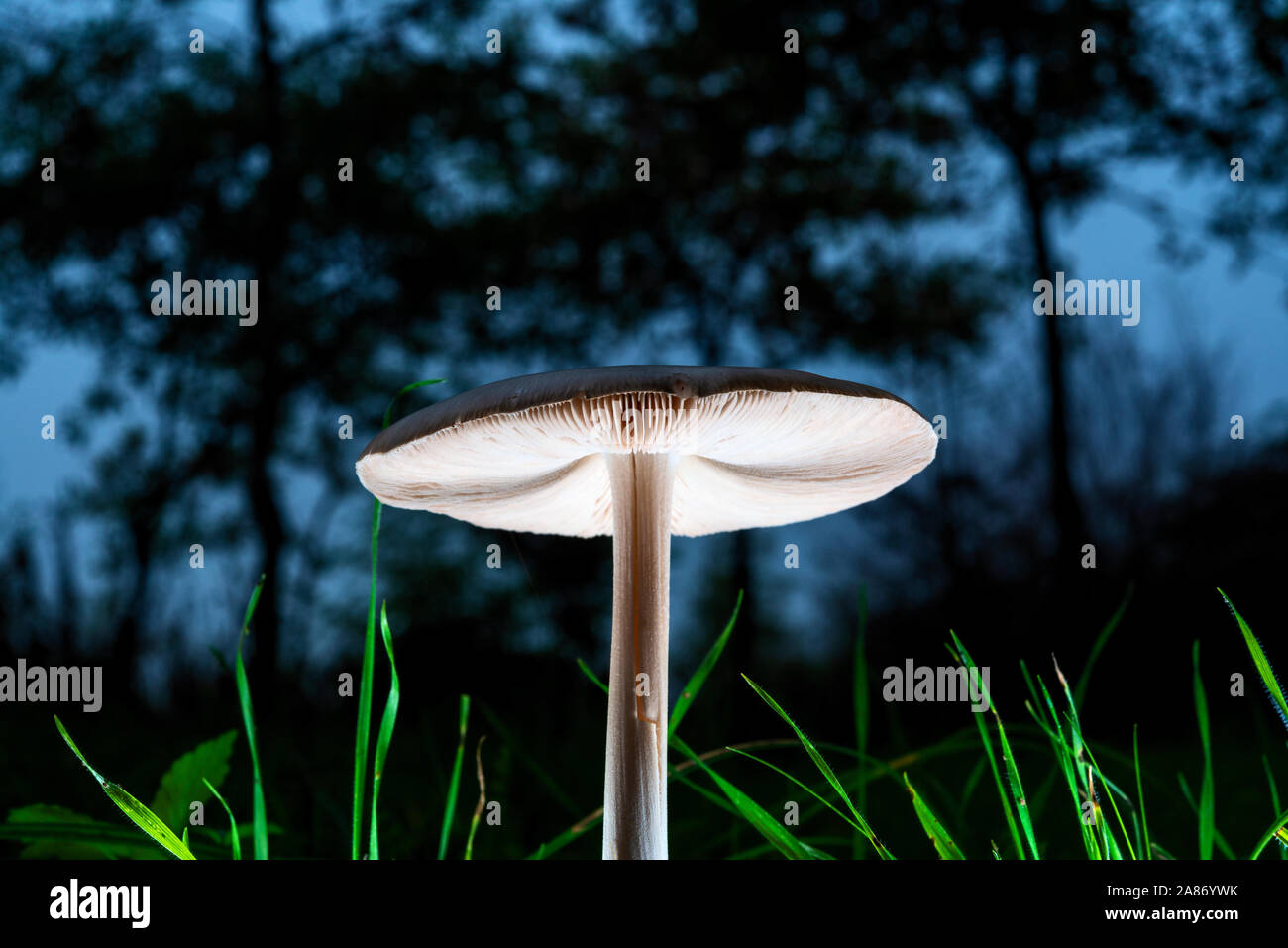 Illuminated from below hi-res stock photography and images - Alamy