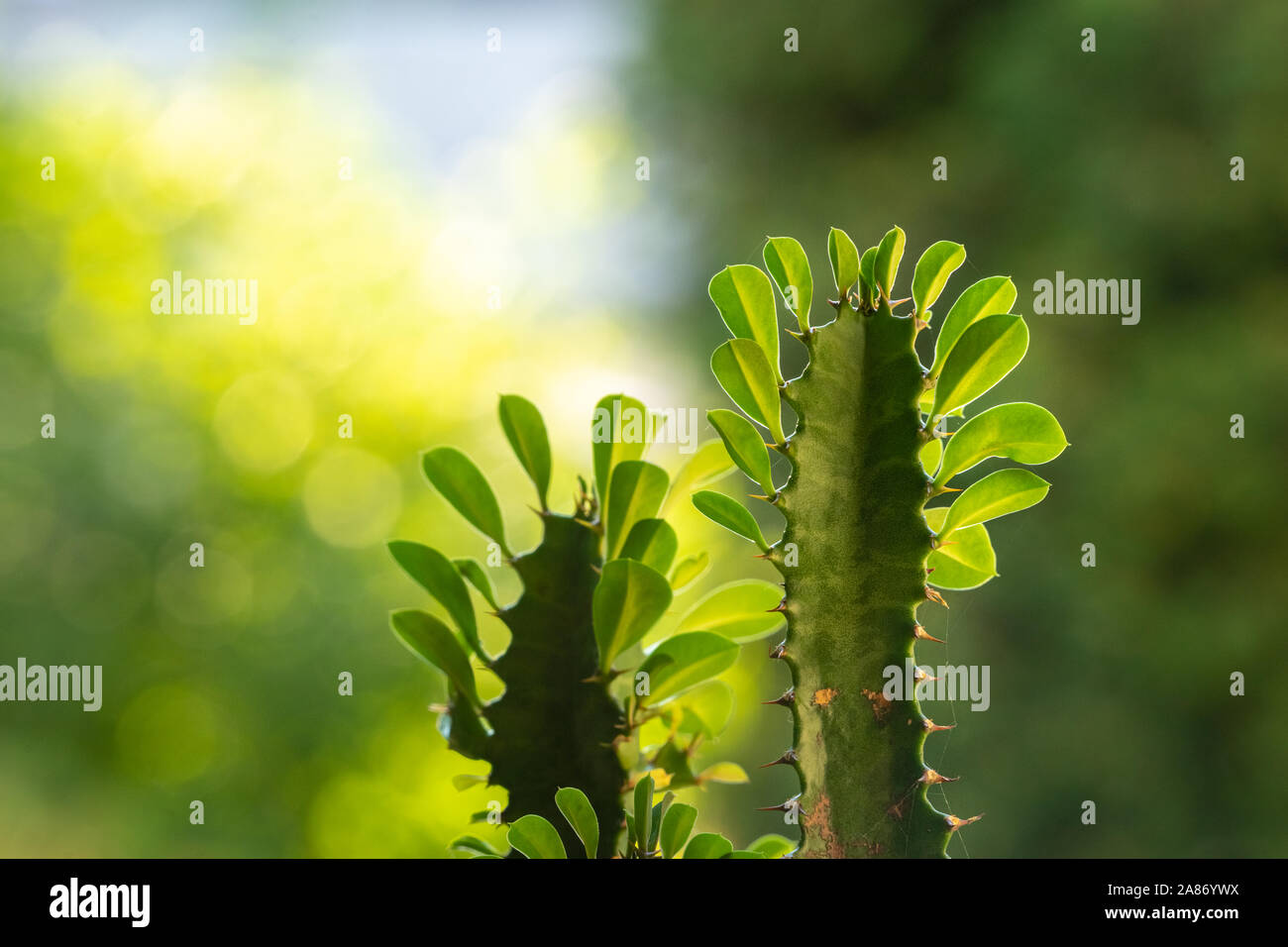 Trigona hi-res stock photography and images - Alamy
