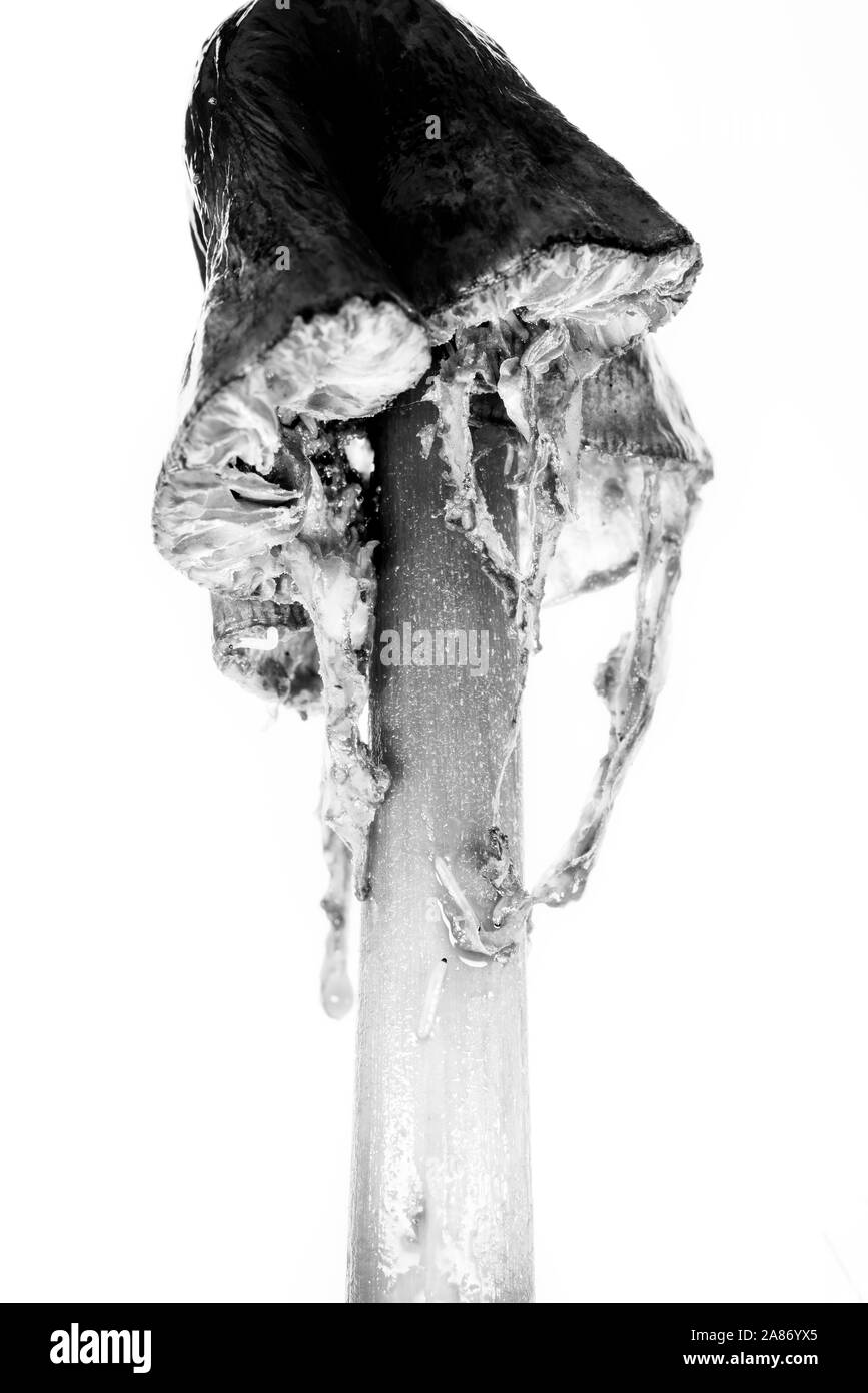 Rotten matter Black and White Stock Photos & Images - Alamy