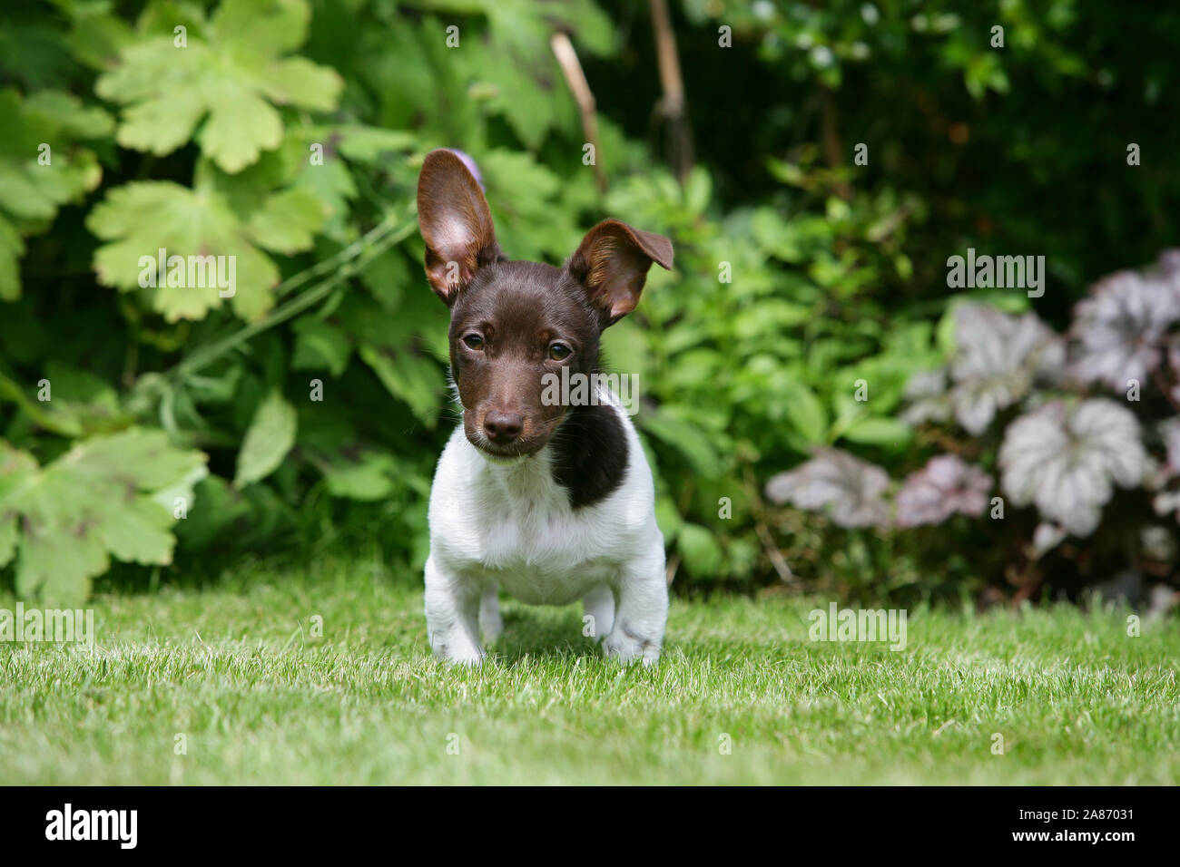 Miniature Jack Russell Puppy High Resolution Stock Photography and ...
