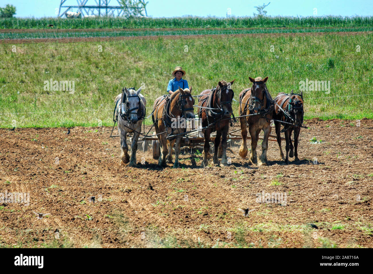 Boy Plowing Field High Resolution Stock Photography and Images - Alamy