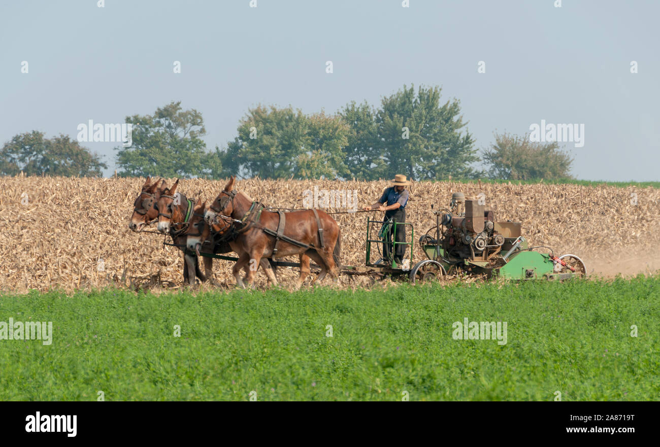 Horses pulling a harvester hi-res stock photography and images - Alamy