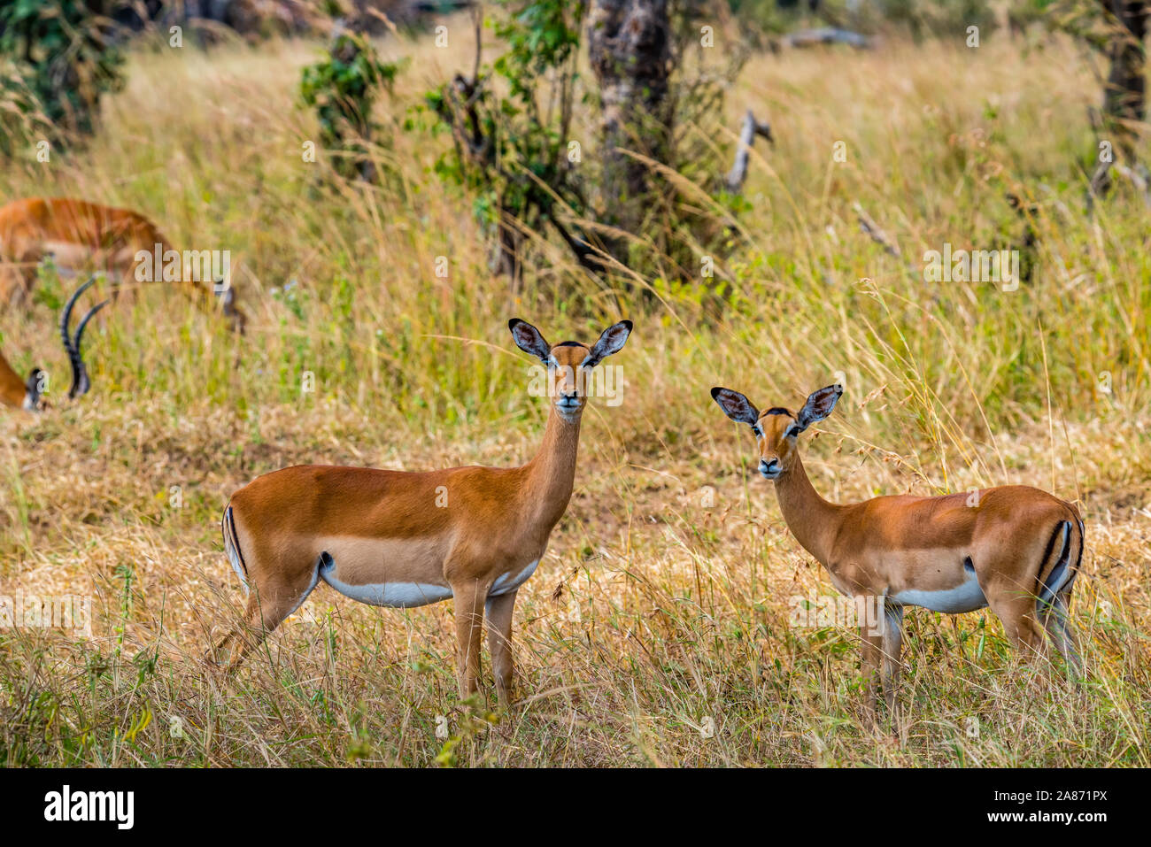 Hainan gibbon hi-res stock photography and images - Alamy