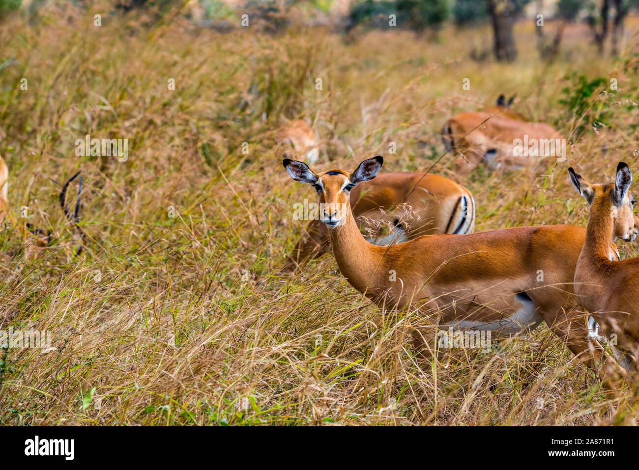 female Heuglin's gazelle - Eudorcas tilonura looking straight into the ...