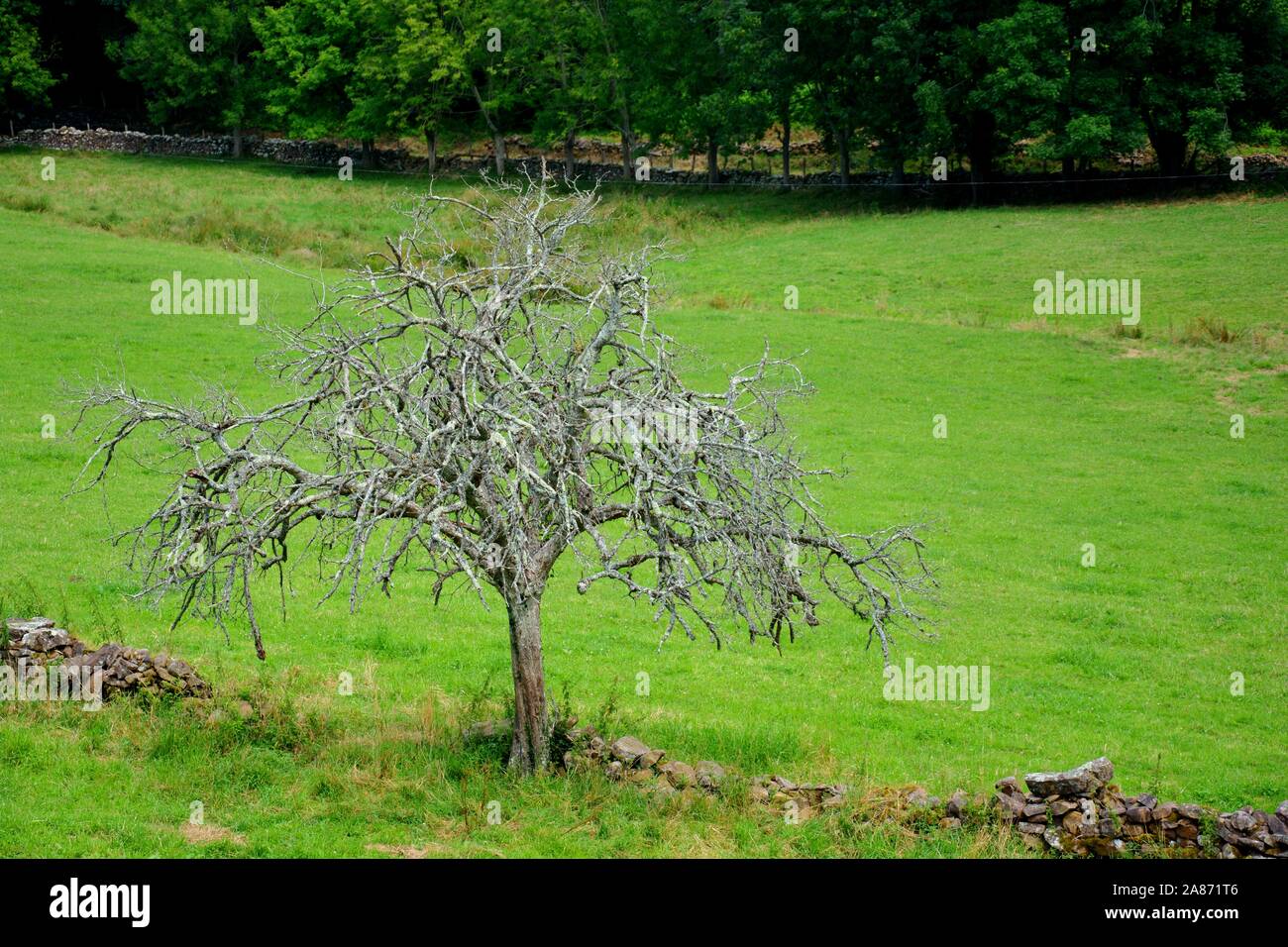 an old tree full of branches without leaves Stock Photo - Alamy