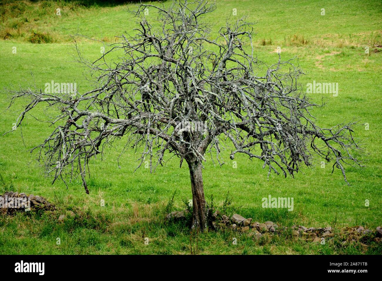 an old tree full of branches without leaves Stock Photo - Alamy