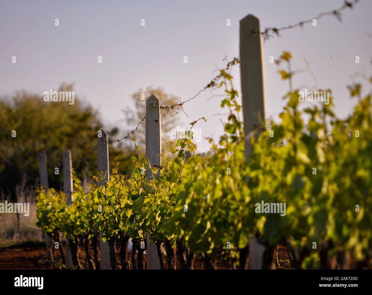 Cultivated vineyard on sunset light Stock Photo - Alamy