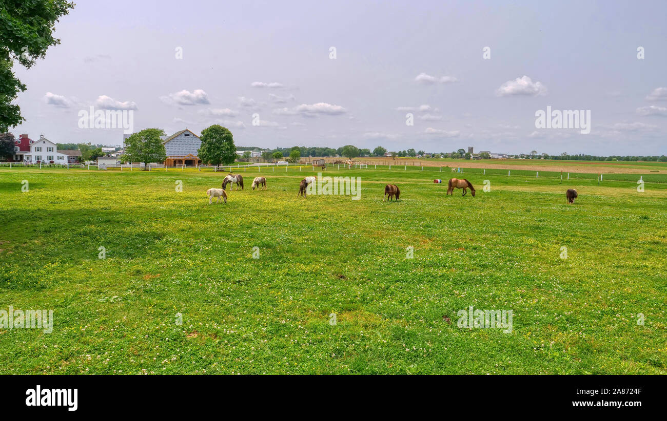 Pony and cow hi-res stock photography and images - Alamy