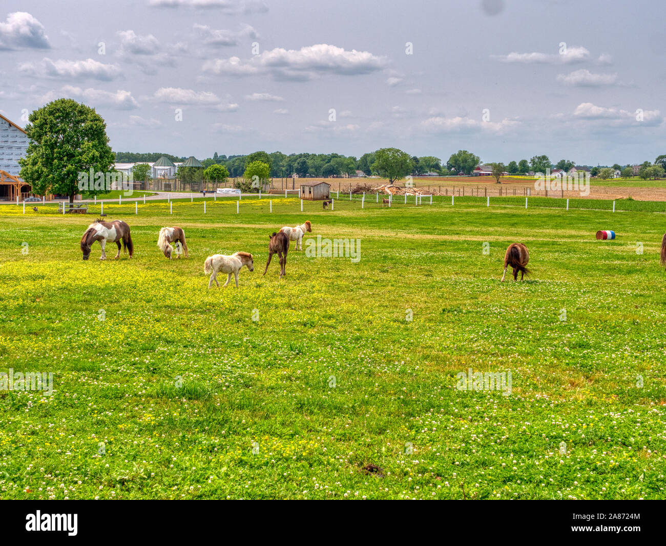 Miniature horse children hi-res stock photography and images - Alamy