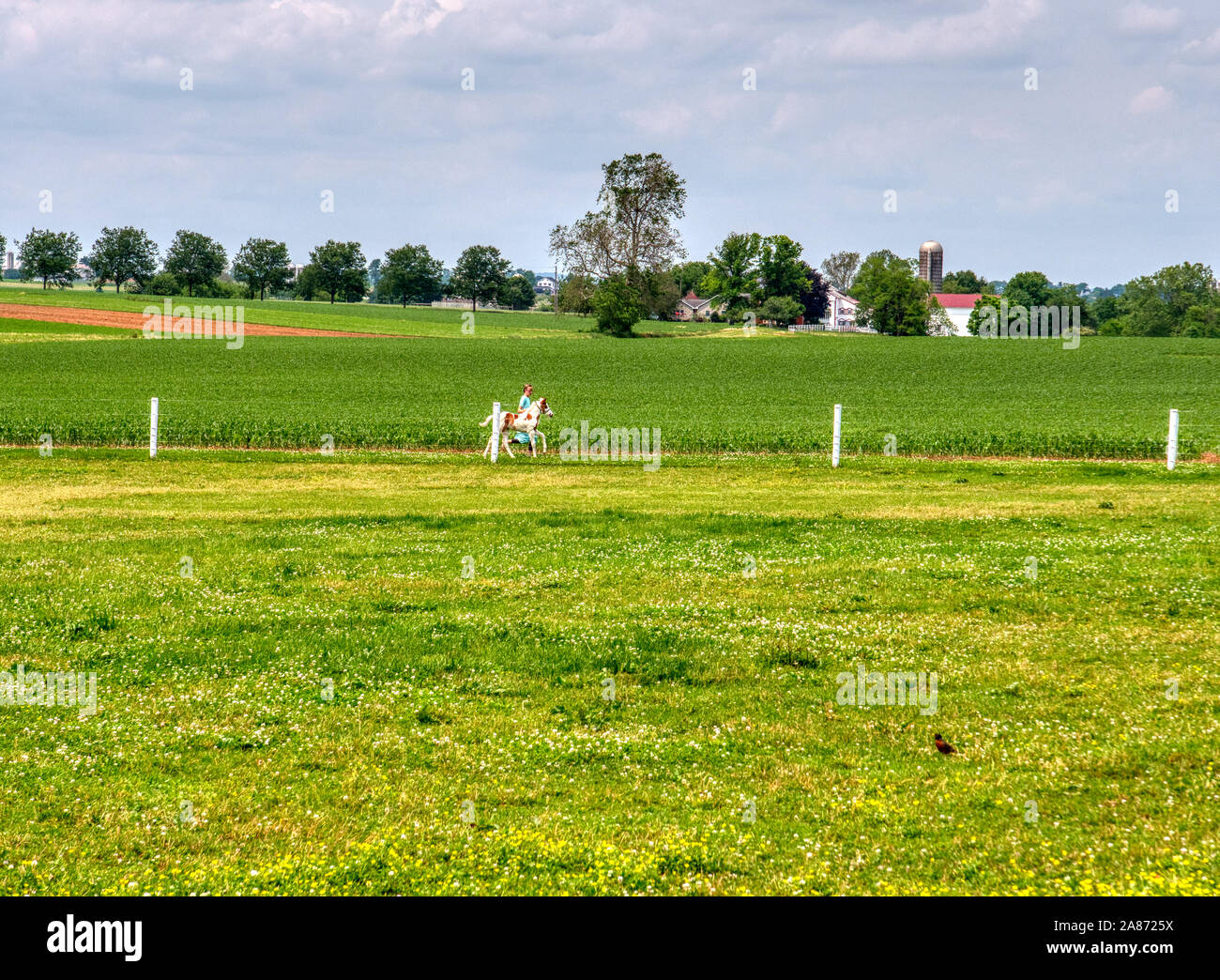 Amish Girl Training and Running with a Young Pony on a Sunny Summer Day ...