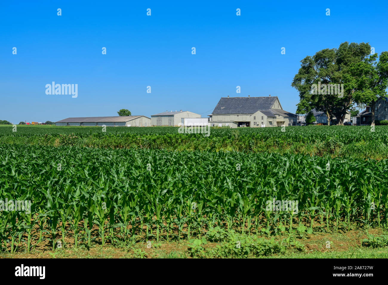 Soybean field on sunny summer hi-res stock photography and images - Alamy