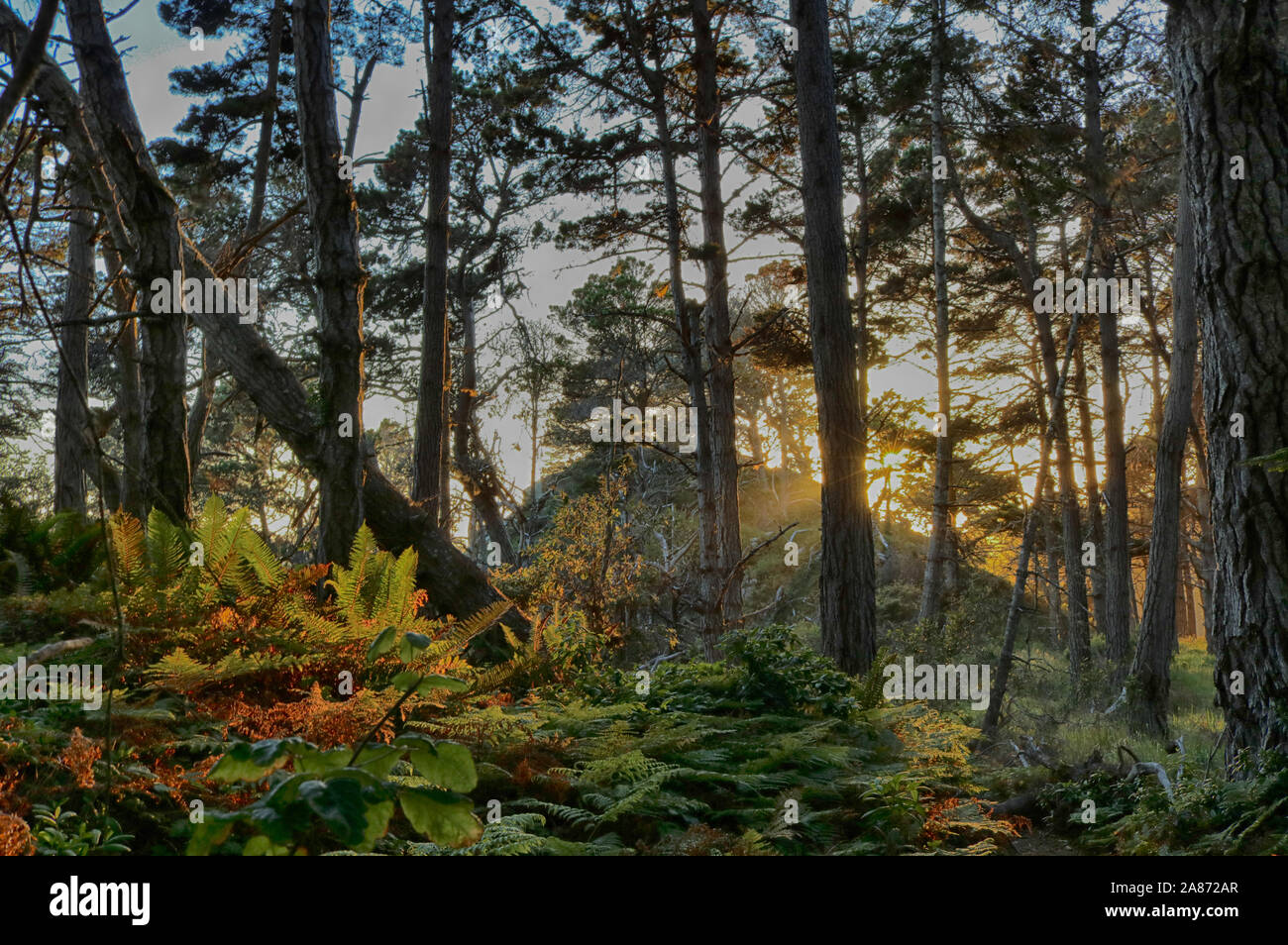 Magical Light falling in a coastal Oregon Forest giving a dreamy effect ...