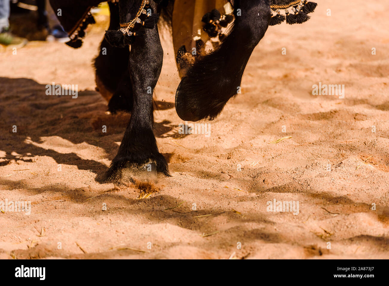 Detail of the legs of galloping horses adorned as medieval mounts ...