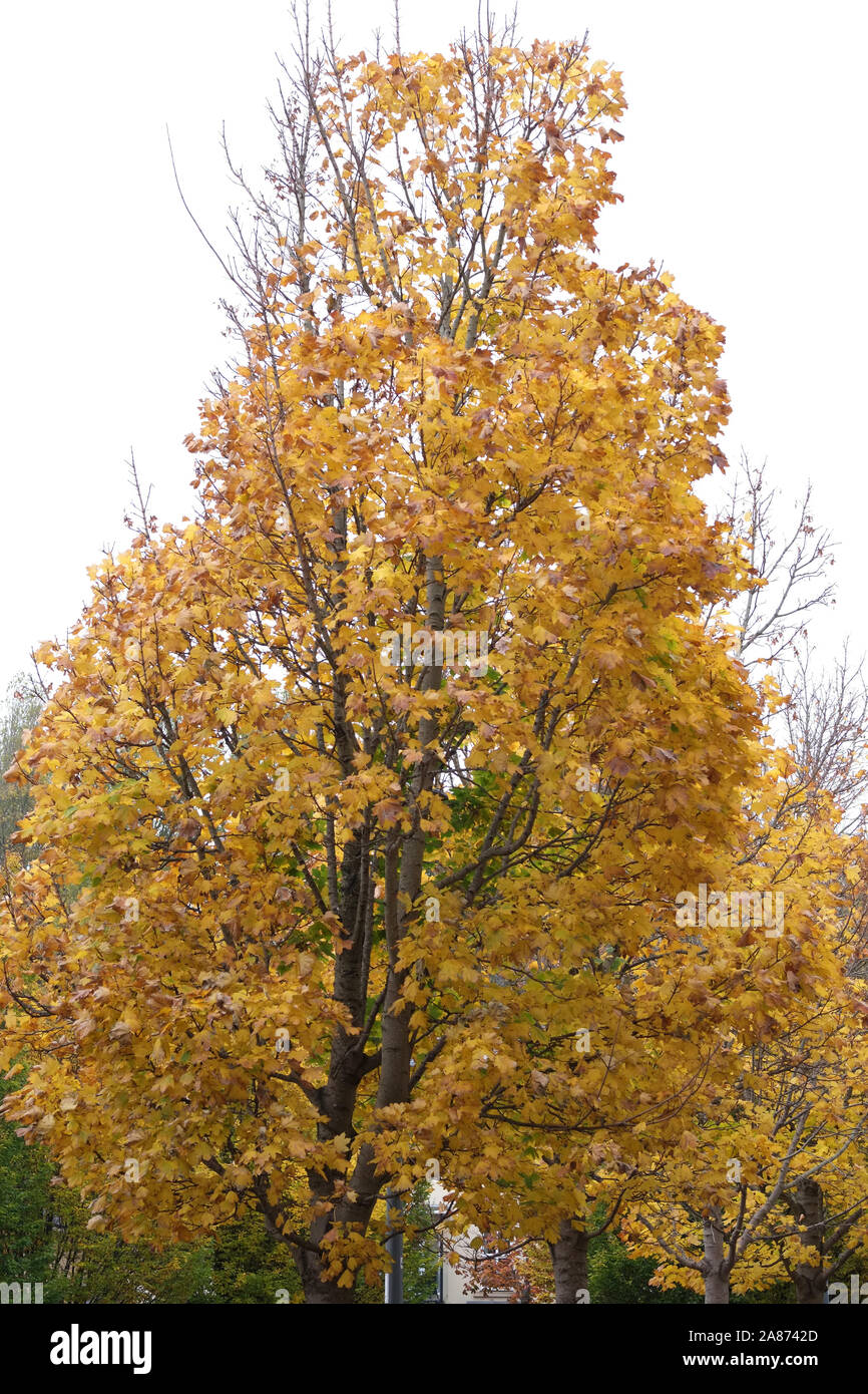 November 2019 - Trees of Autumn fall in Portishead Stock Photo - Alamy