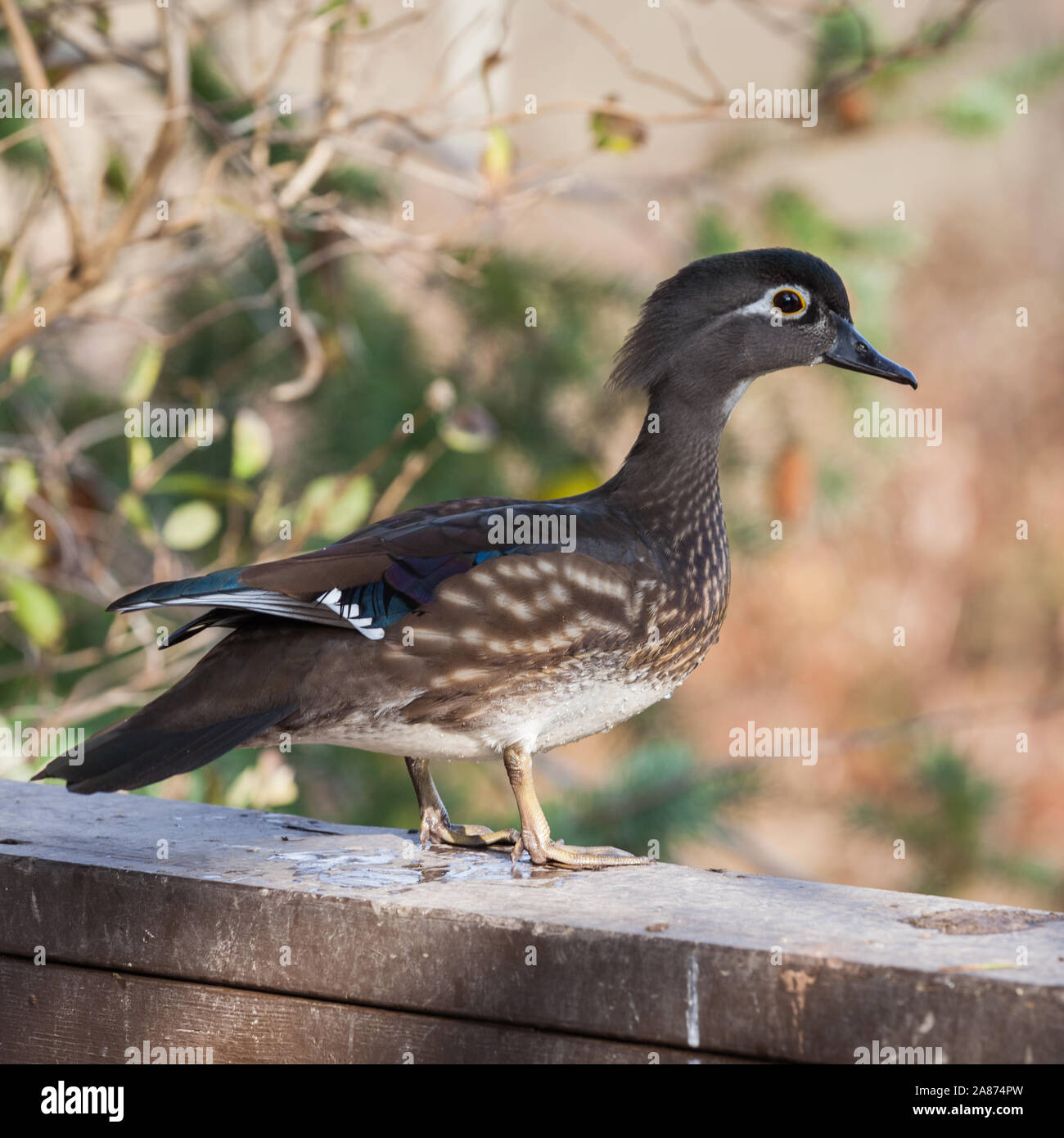 Healthy plumage hi-res stock photography and images - Alamy
