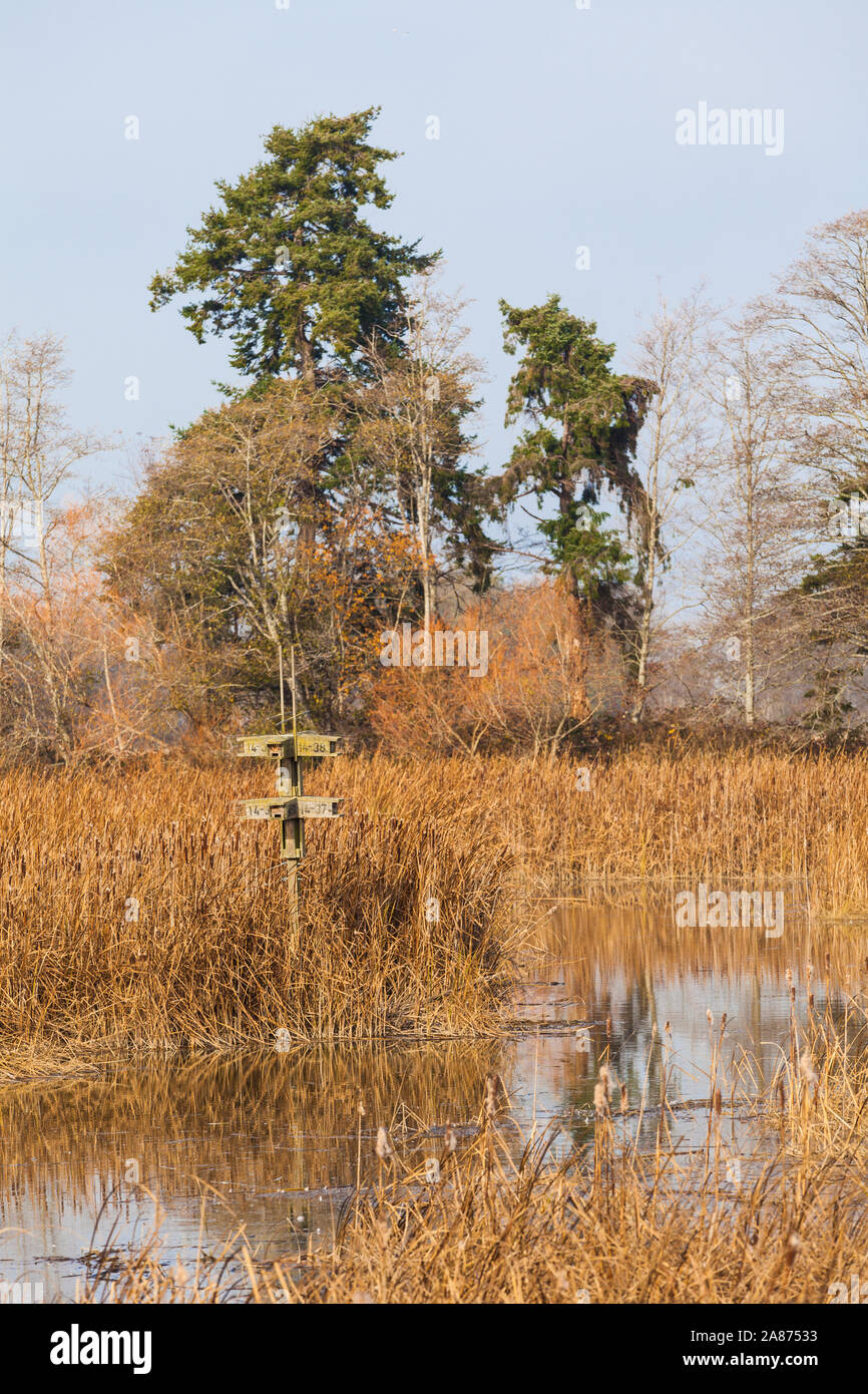 Annual nesting hi-res stock photography and images - Alamy