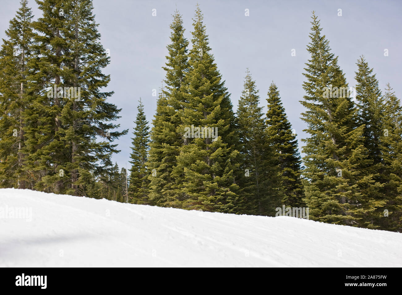 Trees on snowy mountain Stock Photo - Alamy