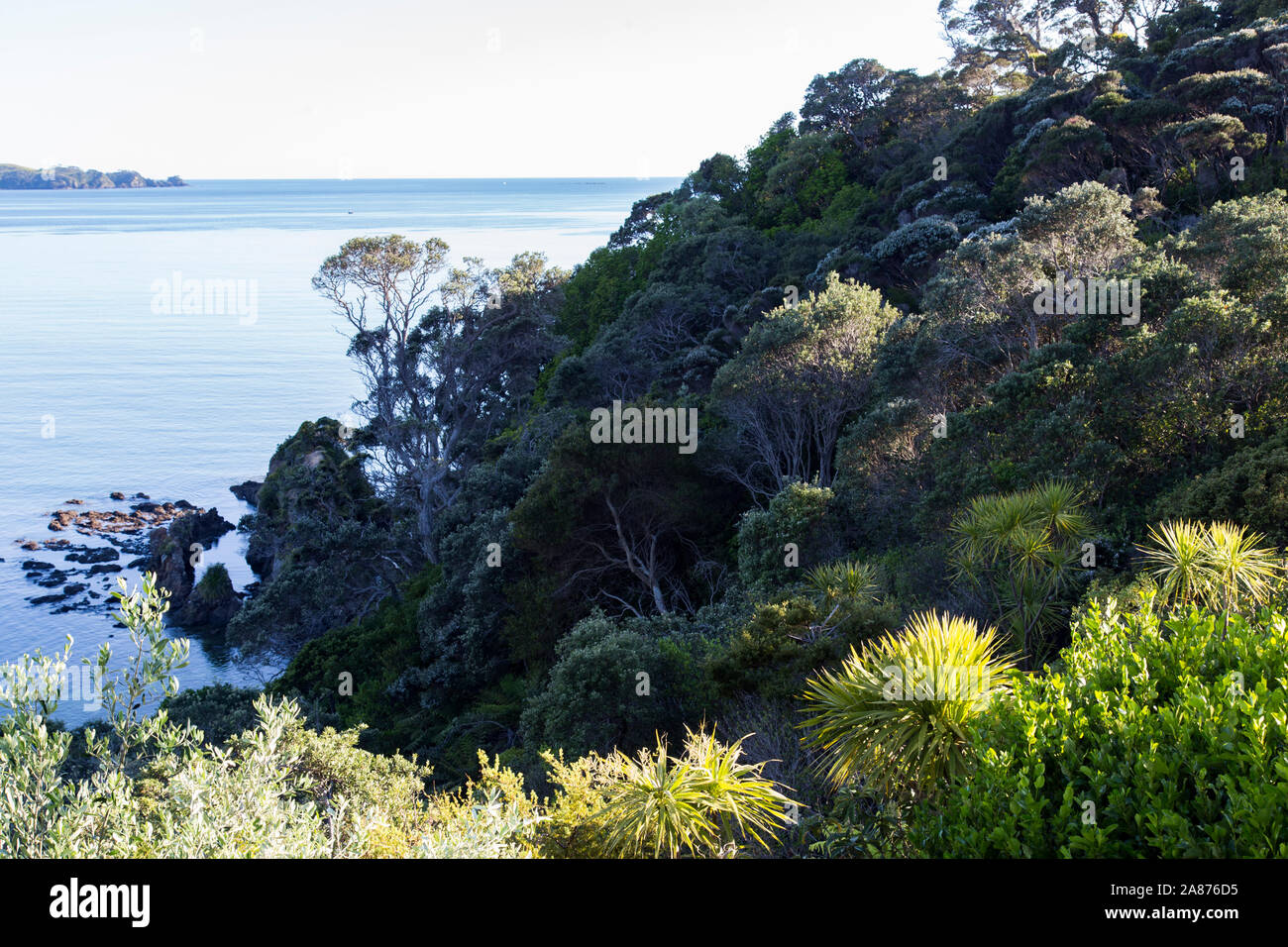 Cabbage Tree And Pohutukawa Tree Stock Photos & Cabbage Tree And ...