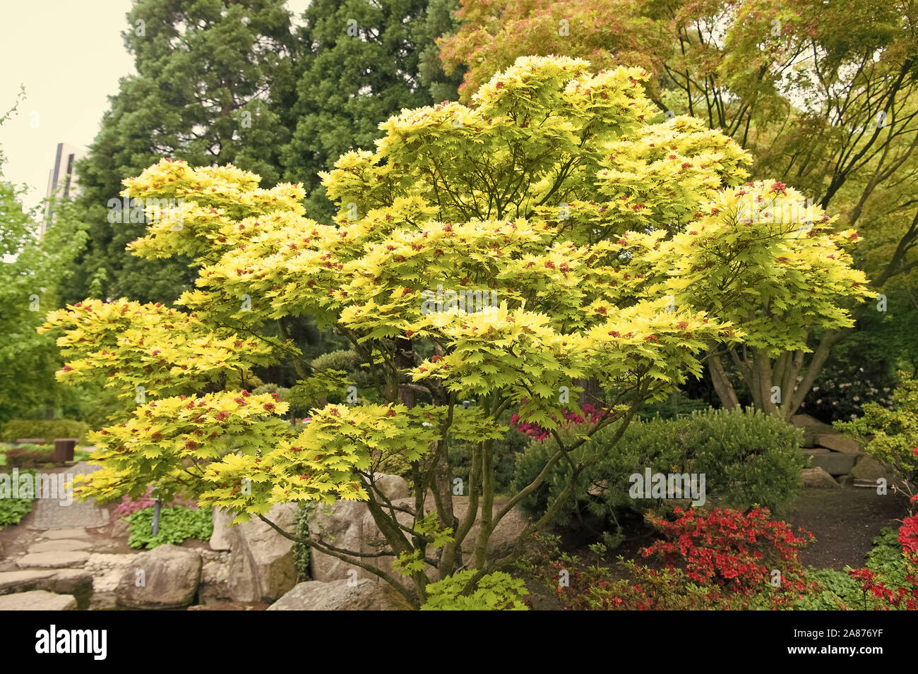 Oak tree in a summer meadow. Nature concept. Tree oak green leaves ...