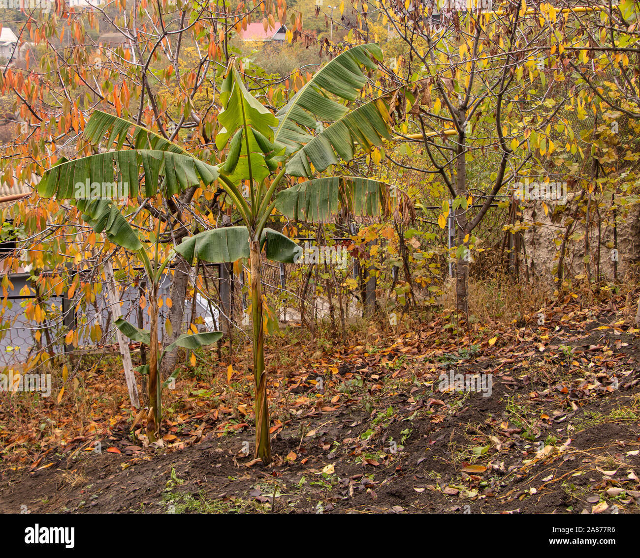 Banana tree in autumn with the leaves broken by the wind Stock Photo ...