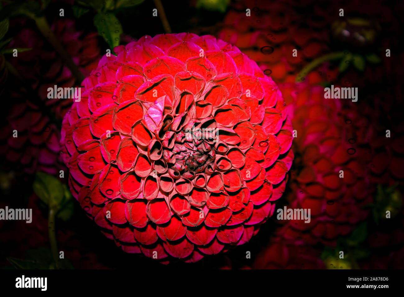 Red cherry blossom flower hi-res stock photography and images - Alamy