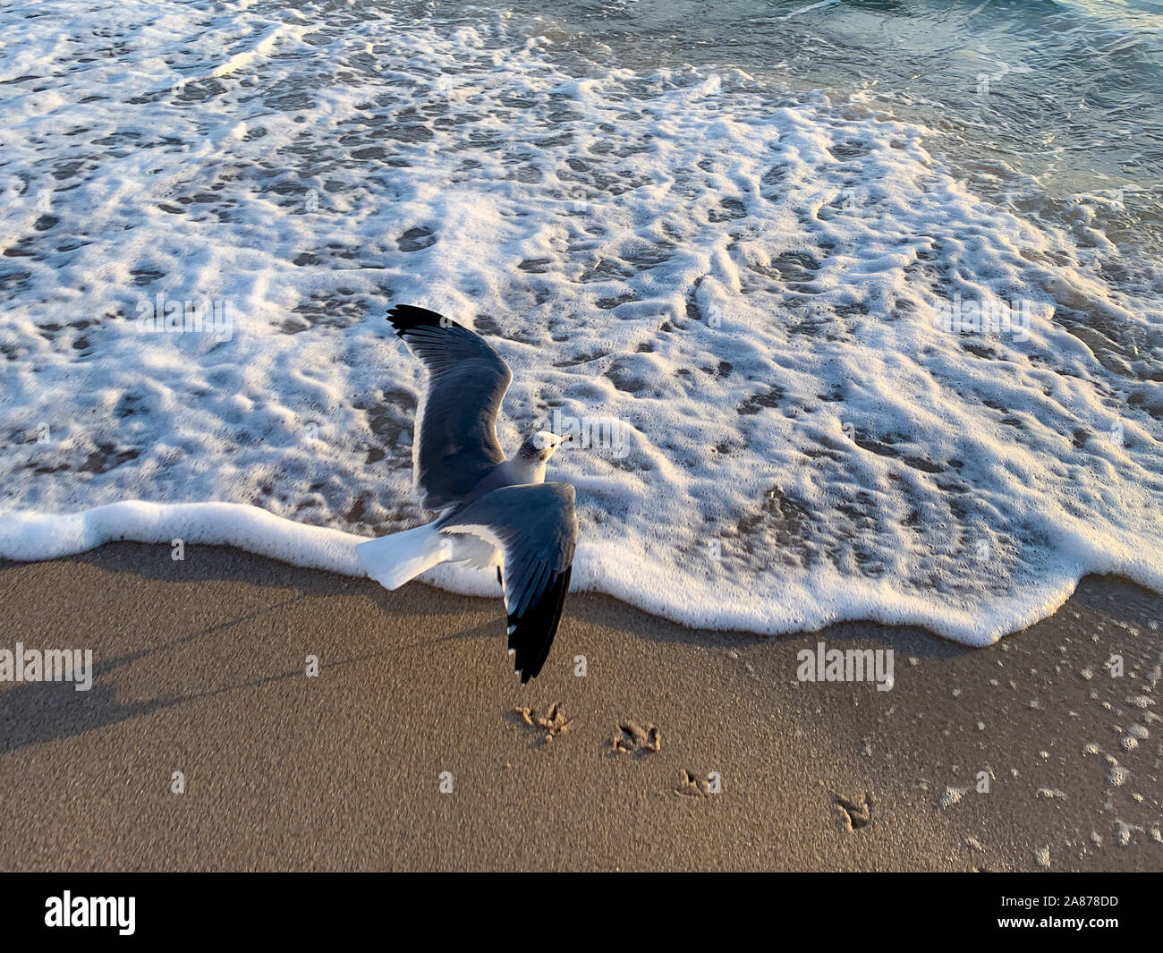 Fort Lauderdale Beach, Florida flying seagull at dawn Stock Photo - Alamy