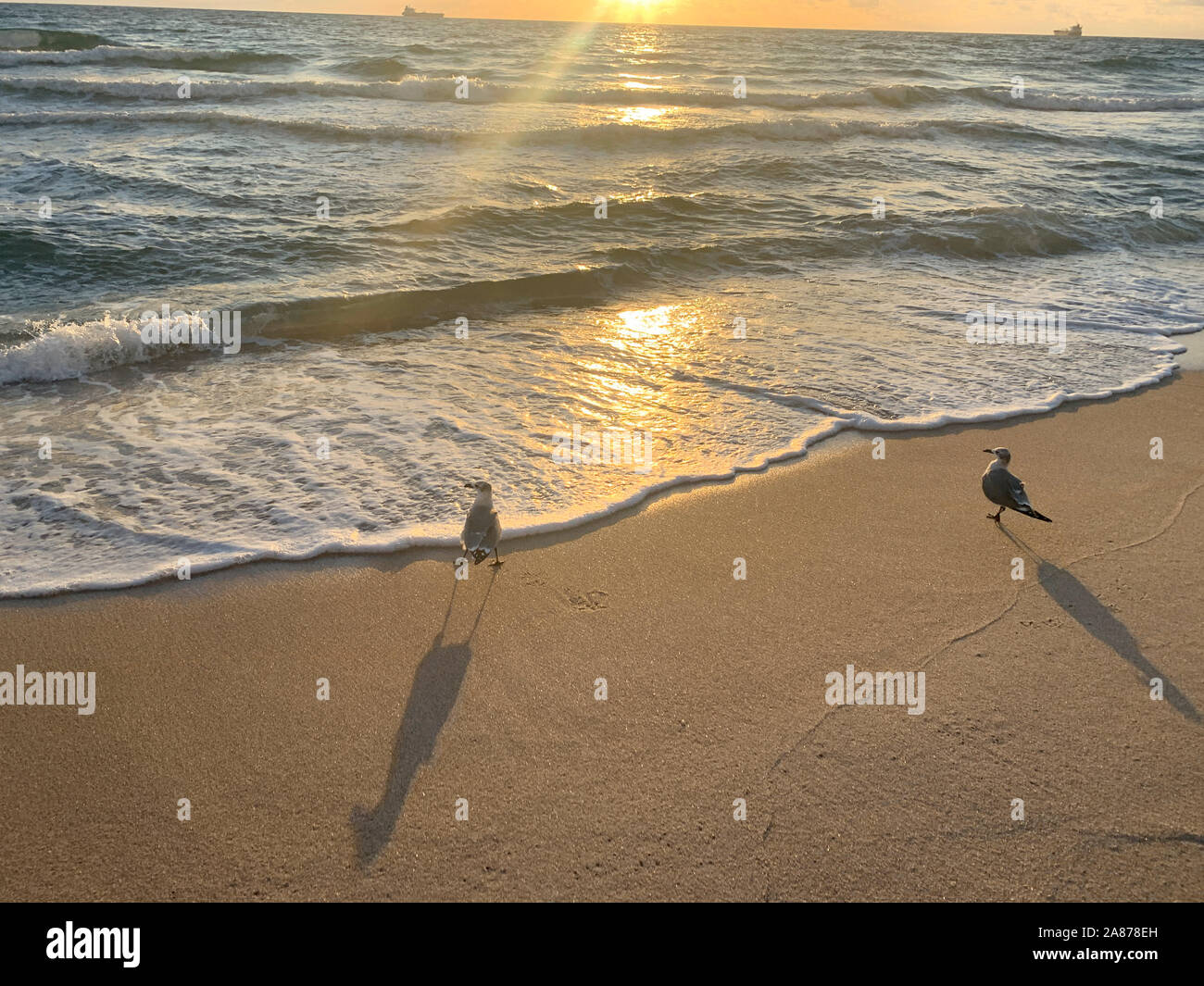 Birds walking on the beach hi-res stock photography and images - Alamy