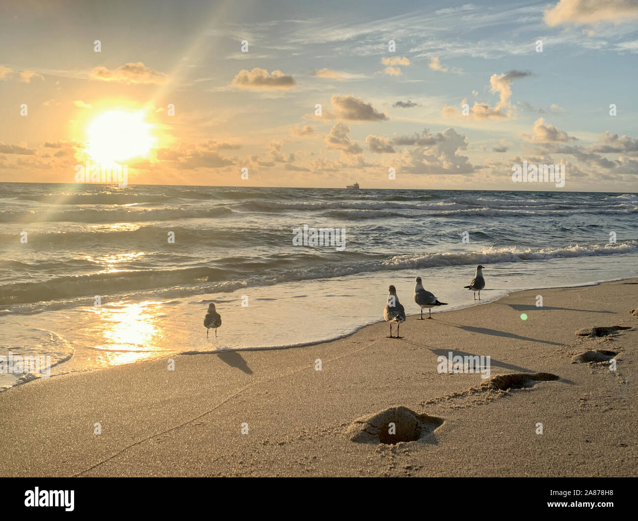 birds flying at the beach Stock Photo - Alamy