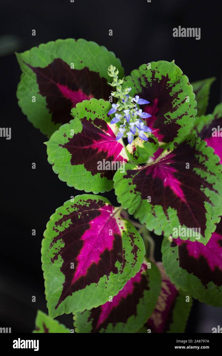Coleus plants at rose garden hi-res stock photography and images - Alamy