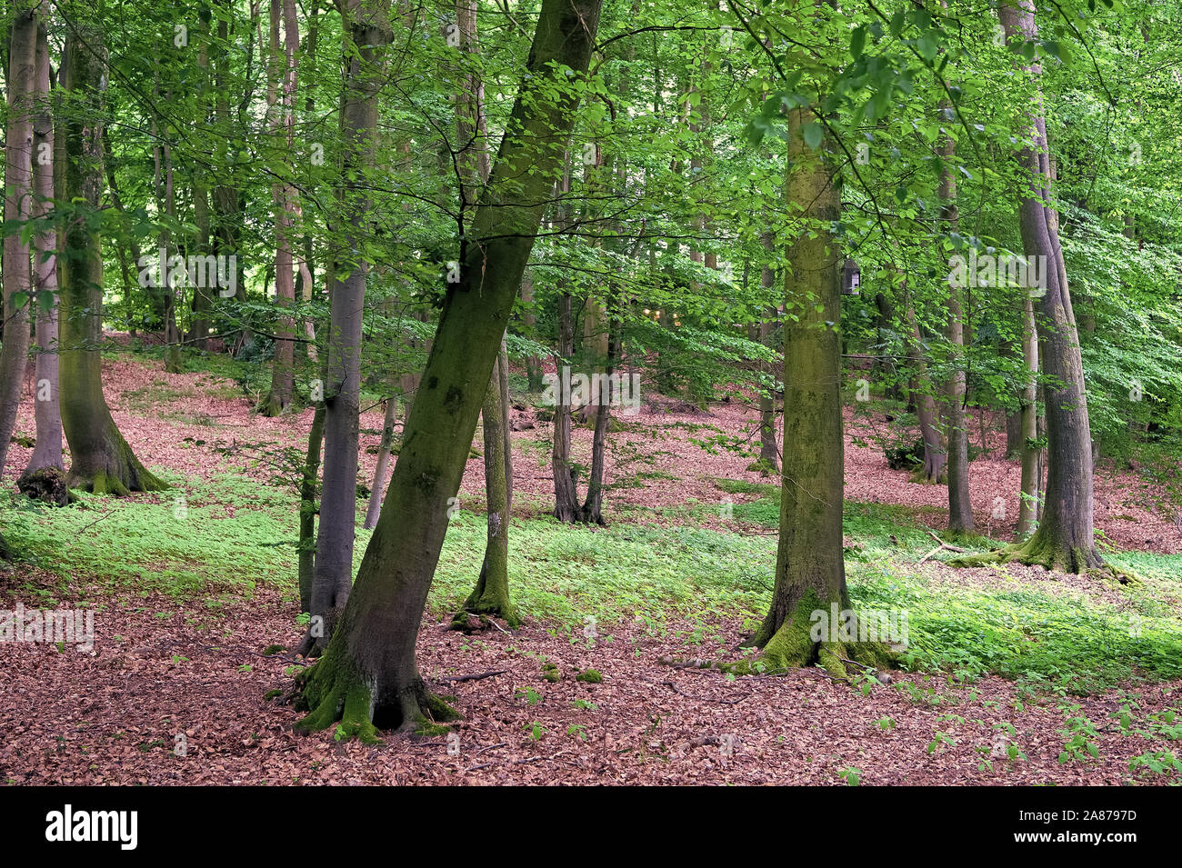 Forest high trees nature landscape. Trees forest. Nature reserve ...