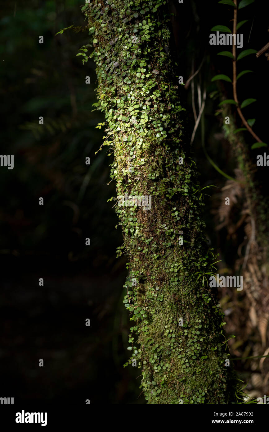 Cascade kauri park hi-res stock photography and images - Alamy