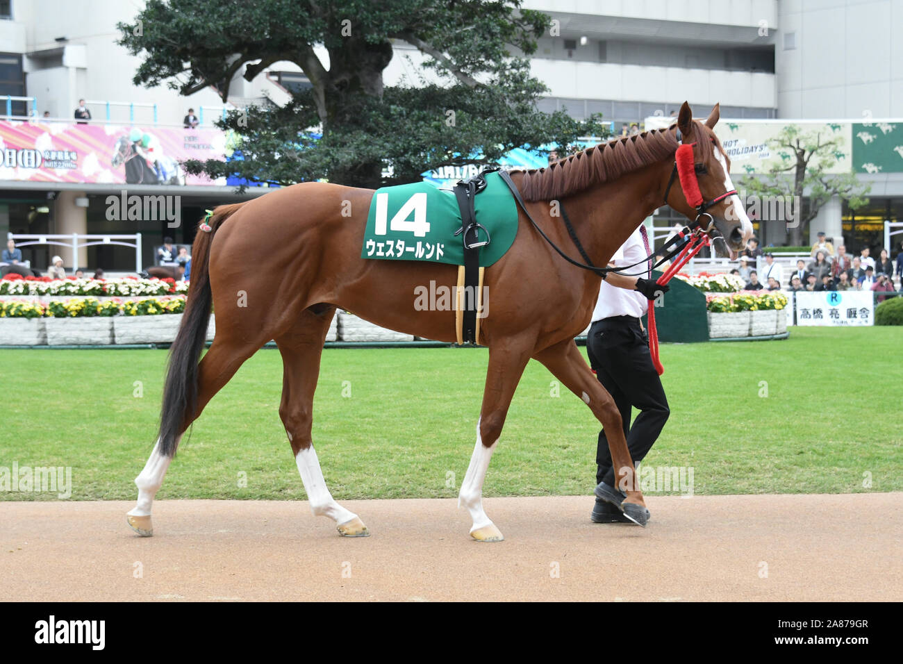 Kyoto, Japan. 3rd Nov, 2019. Westerlund Horse Racing : Westerlund is ...