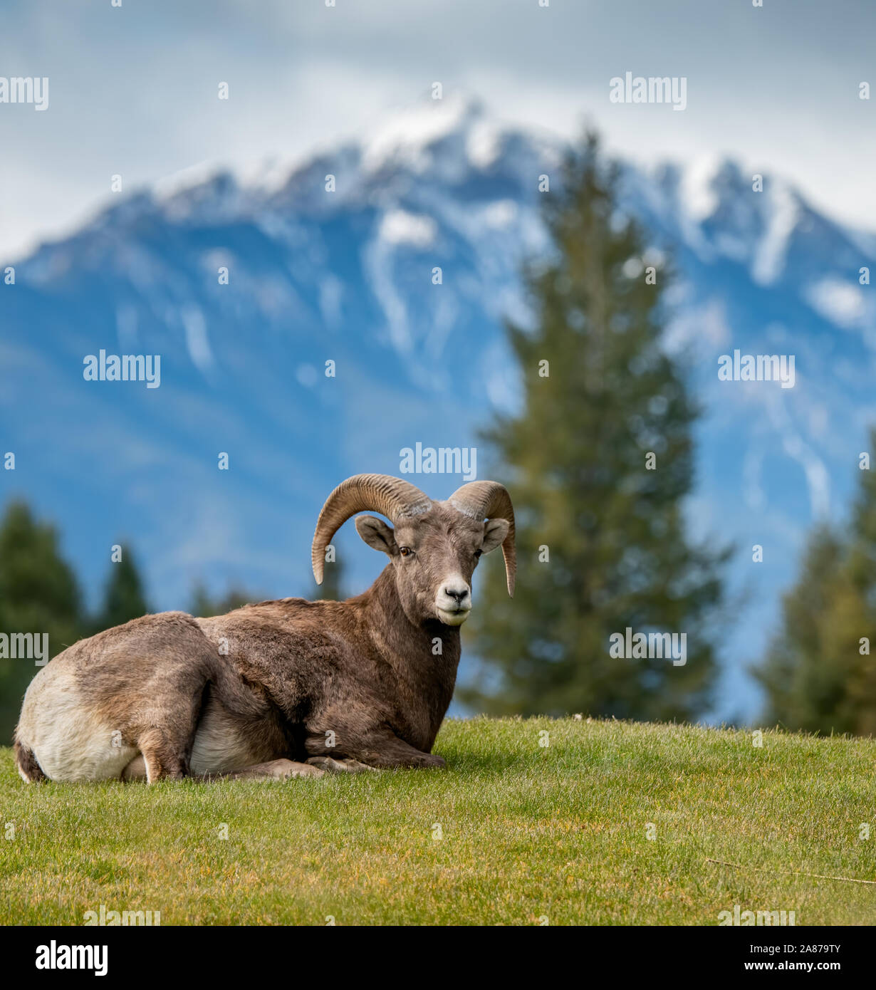 Bighorn sheep ram Stock Photo - Alamy
