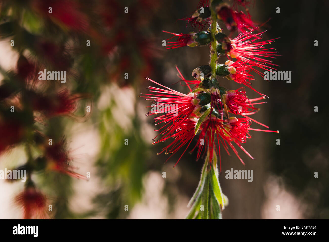 native Australian bottle brush callistemon tree in bloom with red spiky ...
