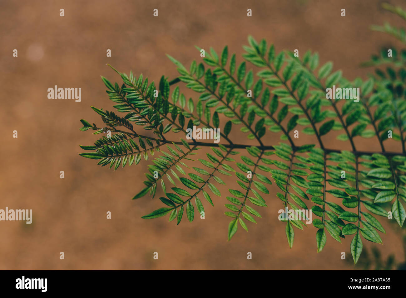 Jacaranda tree backyard hi-res stock photography and images - Alamy